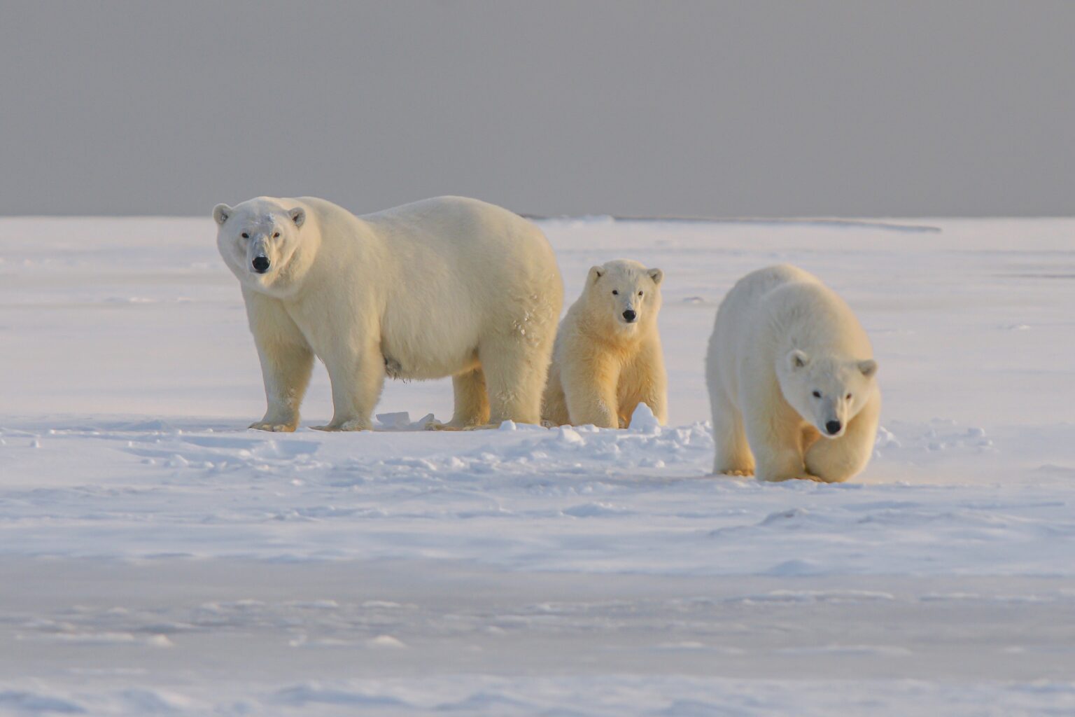 Ecotourism Examples: Discovering Sustainable Travel Destinations