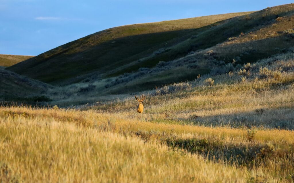 Grasslands National Park Guide: Unveiling Canada's Untouched Prairie ...