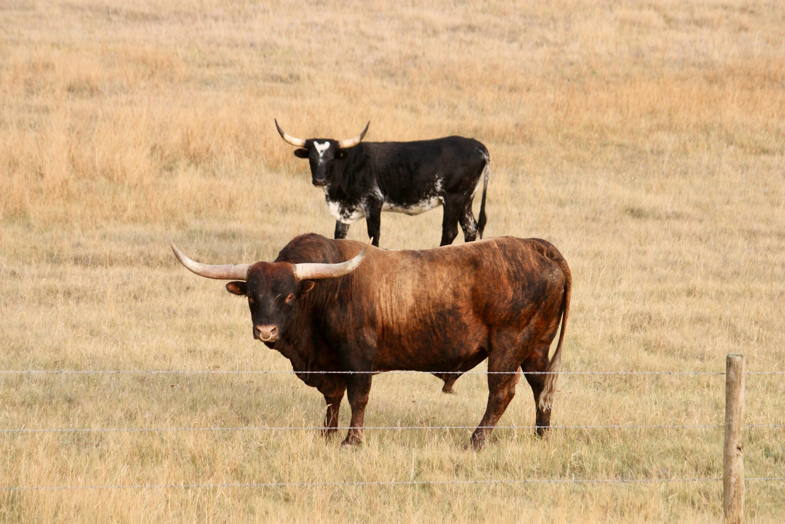 Grasslands National Park Guide: Unveiling Canada's Untouched Prairie ...