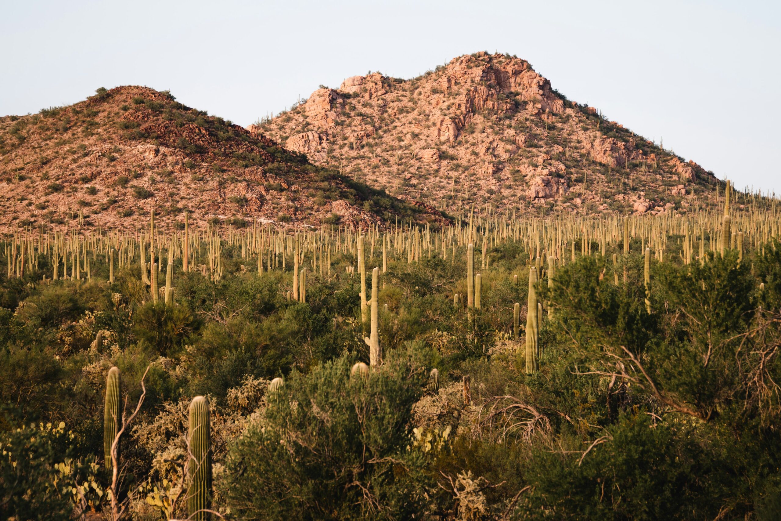 Saguaro National Park: Trails & Vacation Rentals | Lake.com