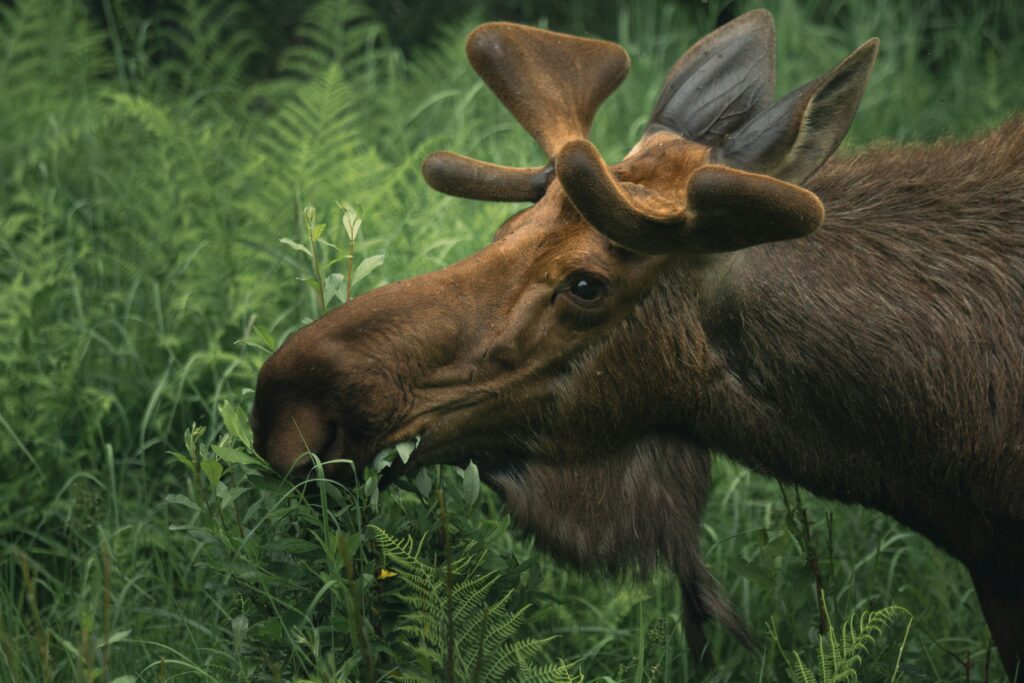 Big Delta State Historic Park: A Visitor's Guide to a Historic Alaskan ...