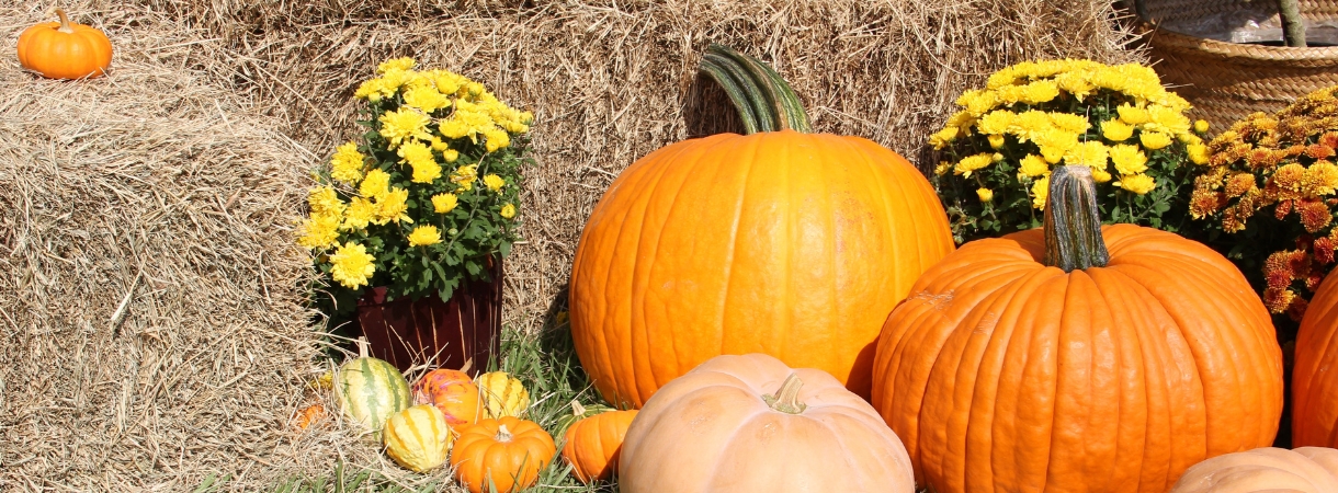 Texas Fall Festivals: Autumn's Enchanting Celebration in the Lone Star ...